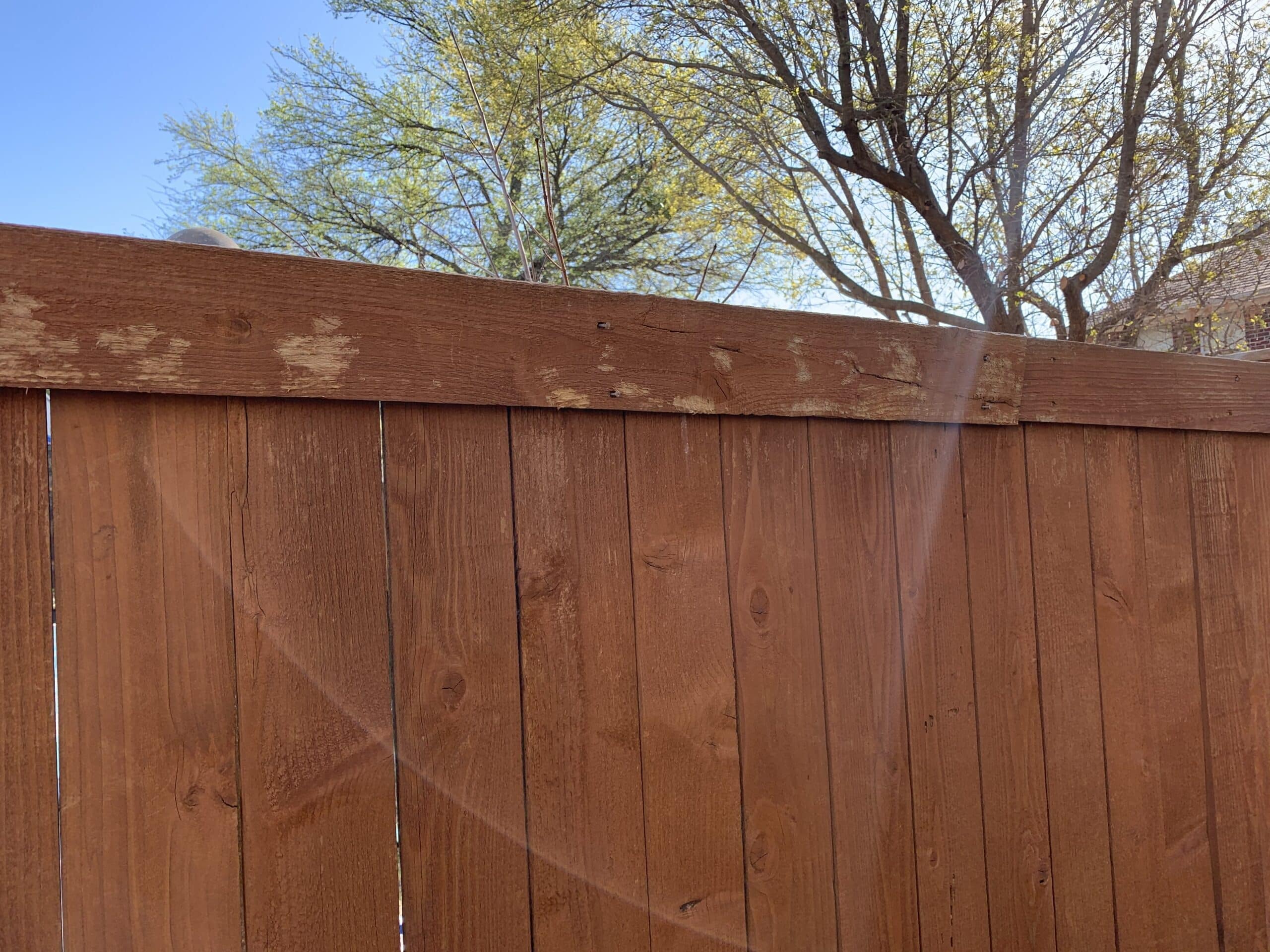 Squirrel Damage on Fence | How to Stop Squirrels from Chewing Wood ...