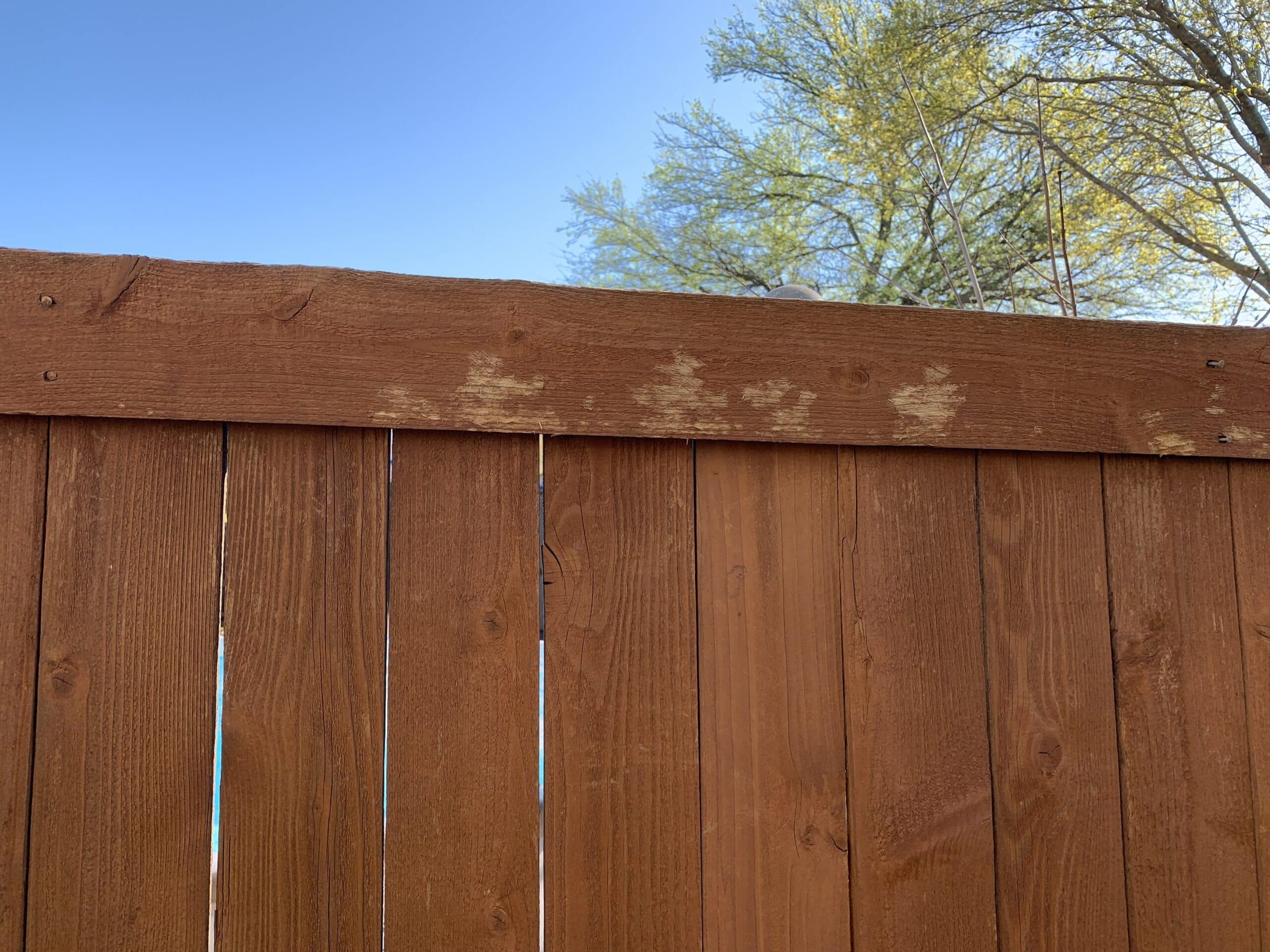 Squirrel Damage on Fence | How to Stop Squirrels from Chewing Wood ...